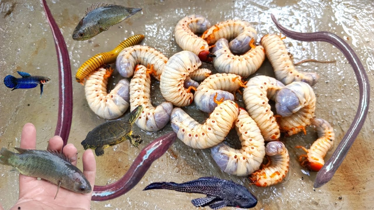 Wadidau Tangkap Ulat Gayas, Kaki seribu, dan Ikan Molly, Ikan CUPANG ...