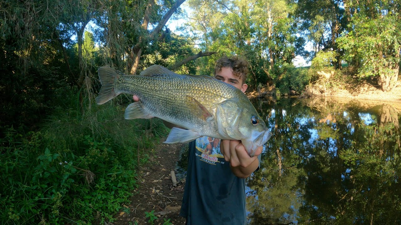 SOO MANY BIG SURFACE BASS!!! ( 50CM+ Australian Bass) PART 1 of 2 - YouTube