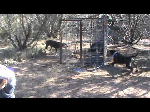 Catahoulas baying hogs 3 - YouTube