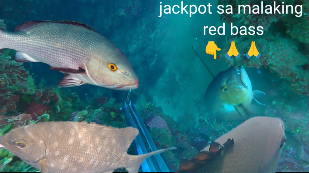 jackpot sa malaking red bass ngayon lang ulit nag pahuli - YouTube