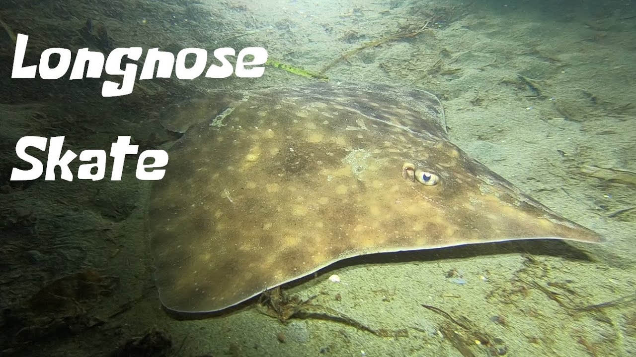 Longnose Skate Walking !!! - YouTube