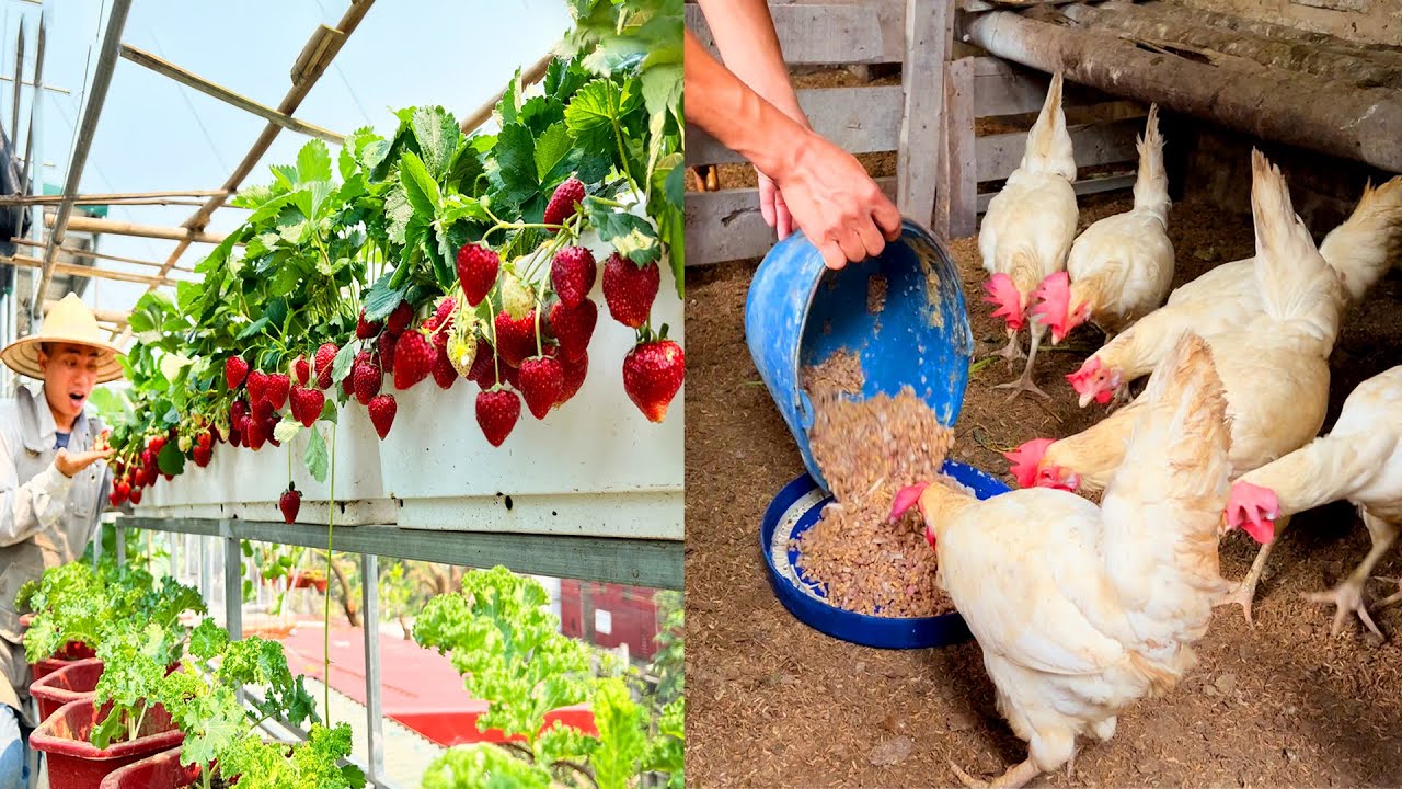 Successfully harvested strawberries, eggplants, chicken eggs on balcony ...