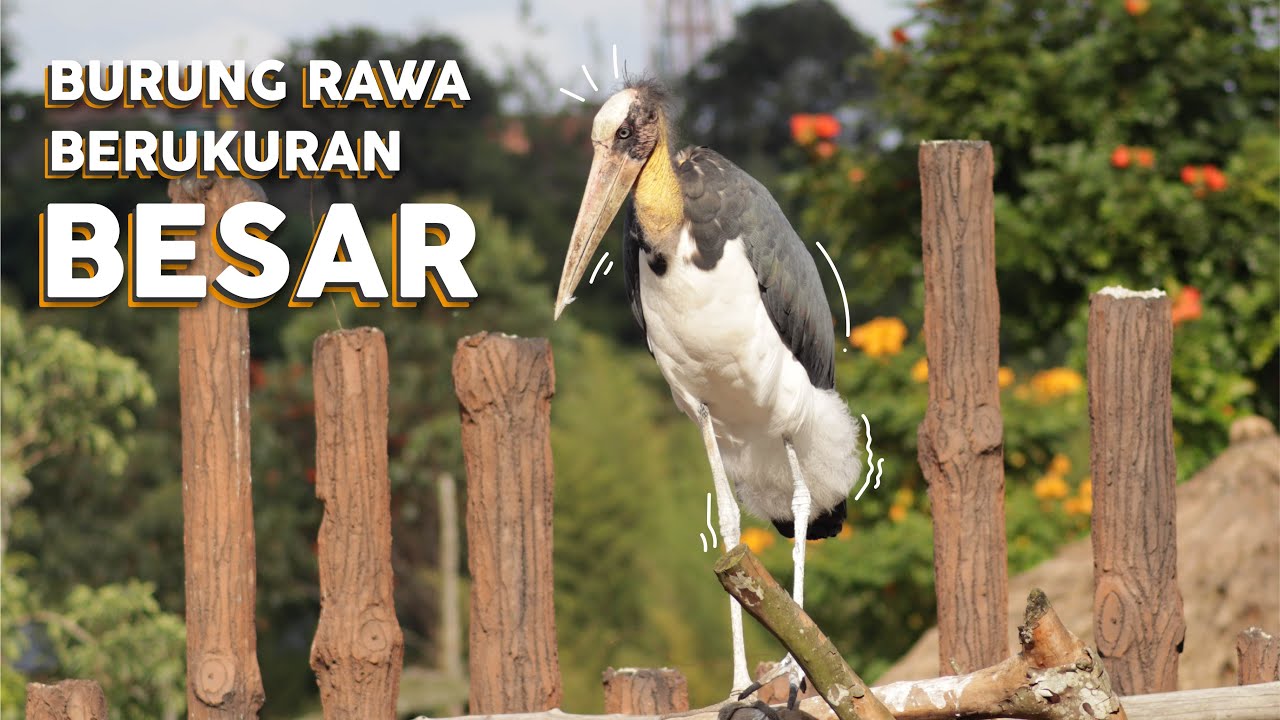 Lembang Park & Zoo | BANGAU TONG TONG SI BURUNG BOTAK BERMUKA GALAK ...