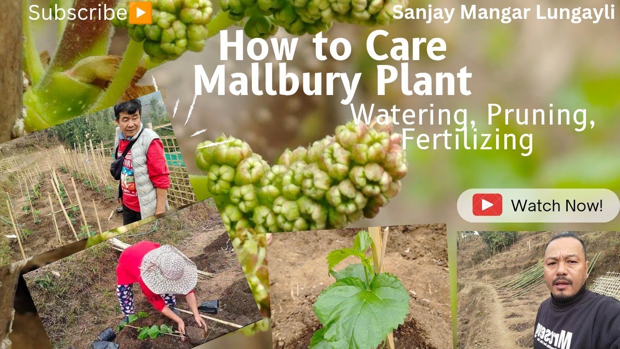 How to care for a mulberry plant, Watering, Pruning, Fertilizing Part ...