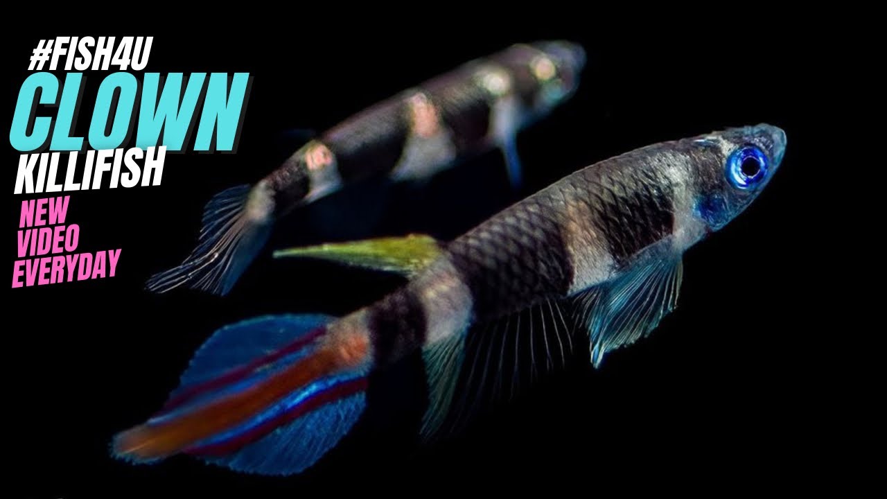 "Clown Killifish a.k.a Banded panchax (Epiplatys Annulatus) - Colorful Tiny Rocket of the ...