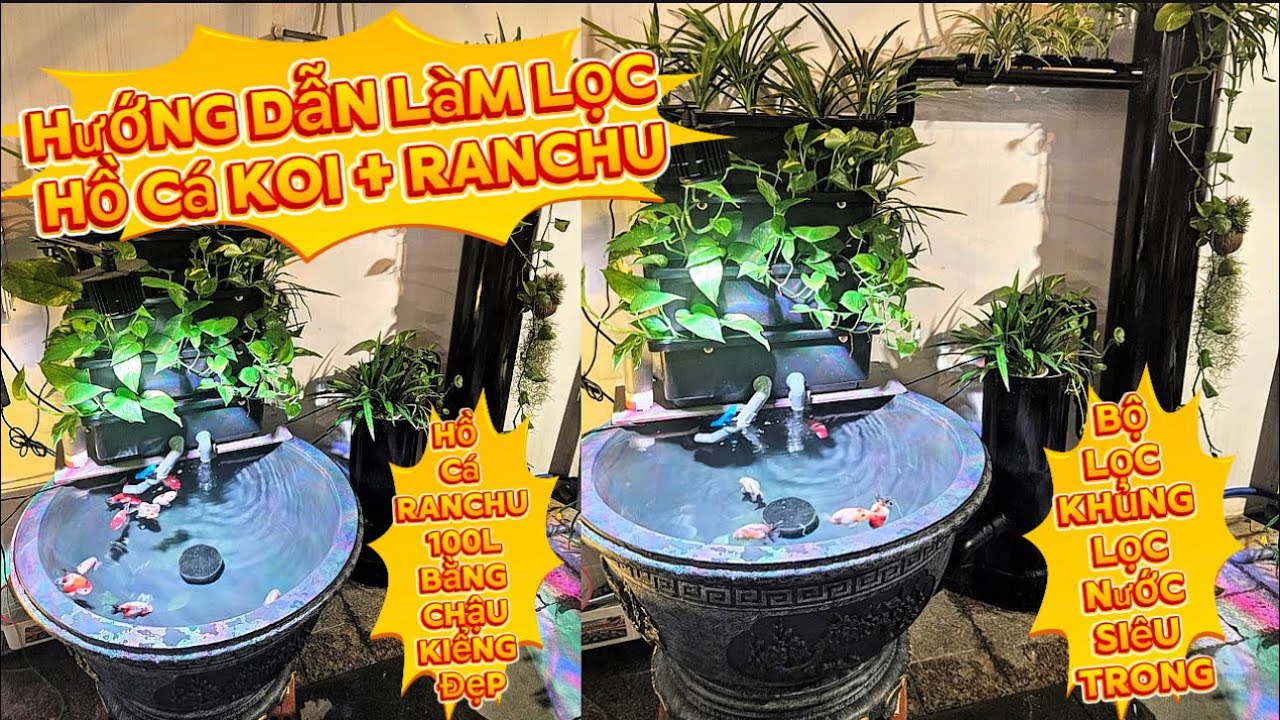 Hồ Cá Koi + Ranchu Mini gần 200l Bằng Chậu Kiểng Đẹp - Chia Sẻ Cách Làm ...