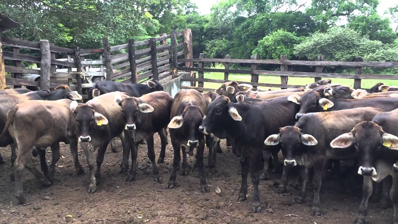 VENTA NOVILLONAS SUIZBU ALDAMA TAMAULIPAS - YouTube