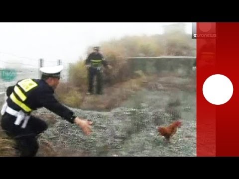 Gotta catch'em all: Cops chase chickens after truck crash on China ...