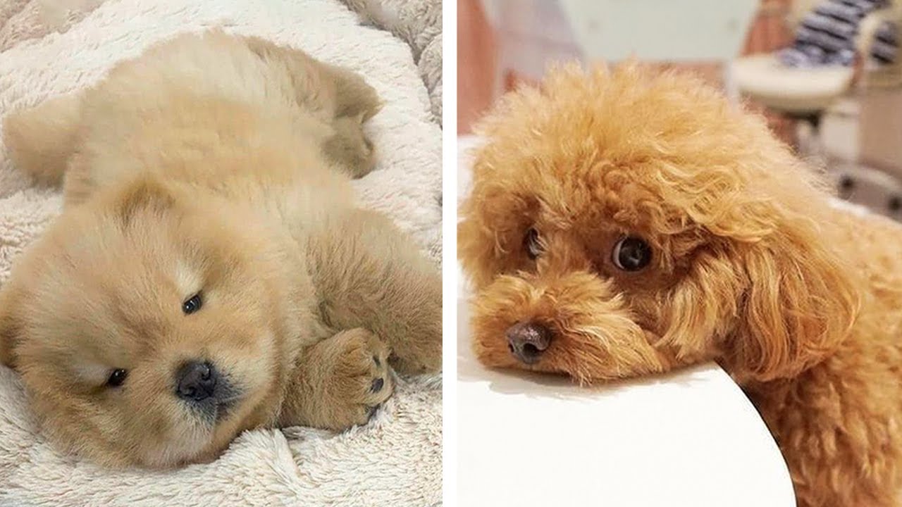 The Adorable Puppies Dogs Are Doing Funny Things 🥰🐶| Cute Puppies - YouTube
