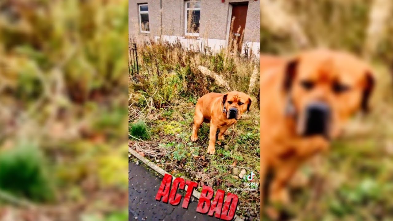 boerboel blade & aria 473 - YouTube