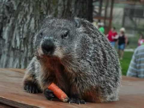 THE ANIMALS AT BIG RUN WOLF RANCH LOCKPORT, IL. - YouTube
