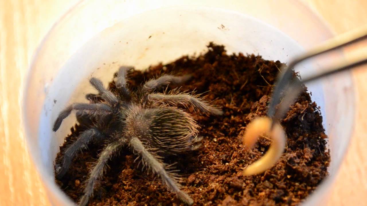 Feeding tarantulas - YouTube