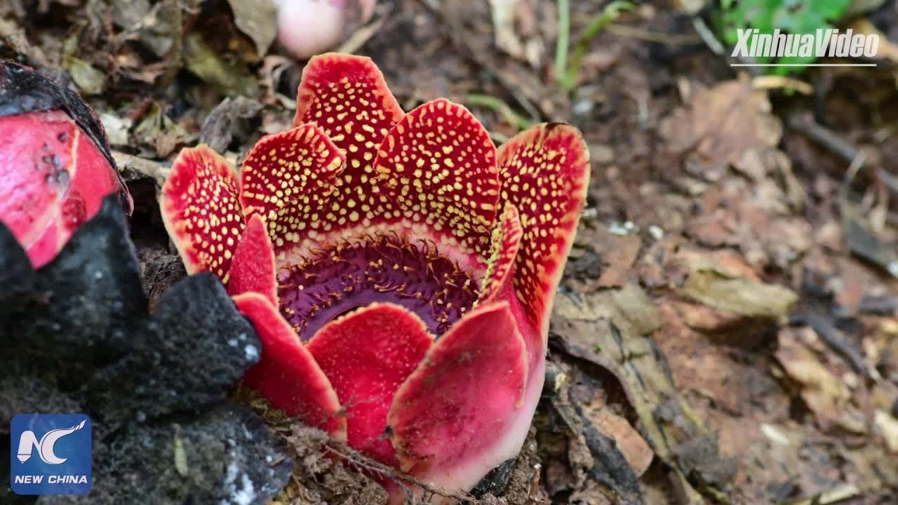 Amazing footage: parasitic flowers blooming - YouTube