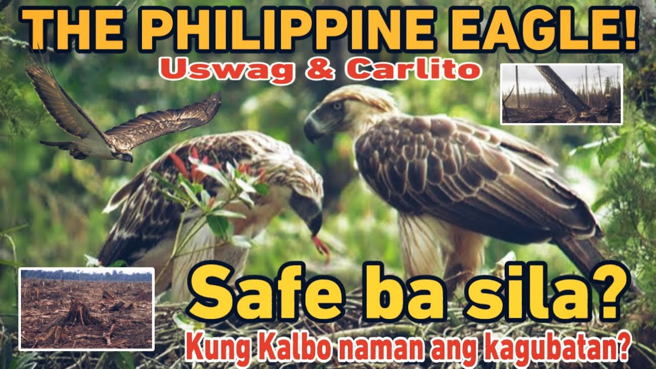 THE PHILIPPINE EAGLE- SAFE BA SILA? PANGANIB?PAGPAPALAYA SA KAGUBATAN ...