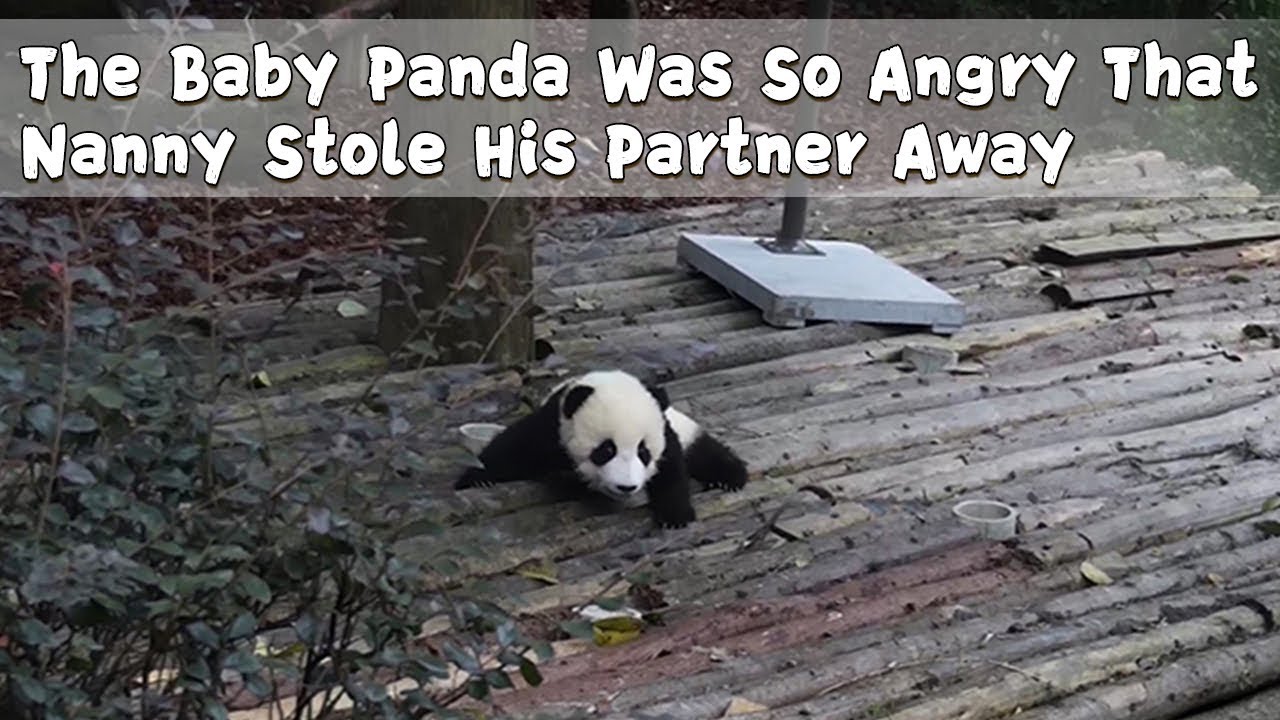 The Baby Panda Was So Angry That Nanny Stole His Partner Away | iPanda ...