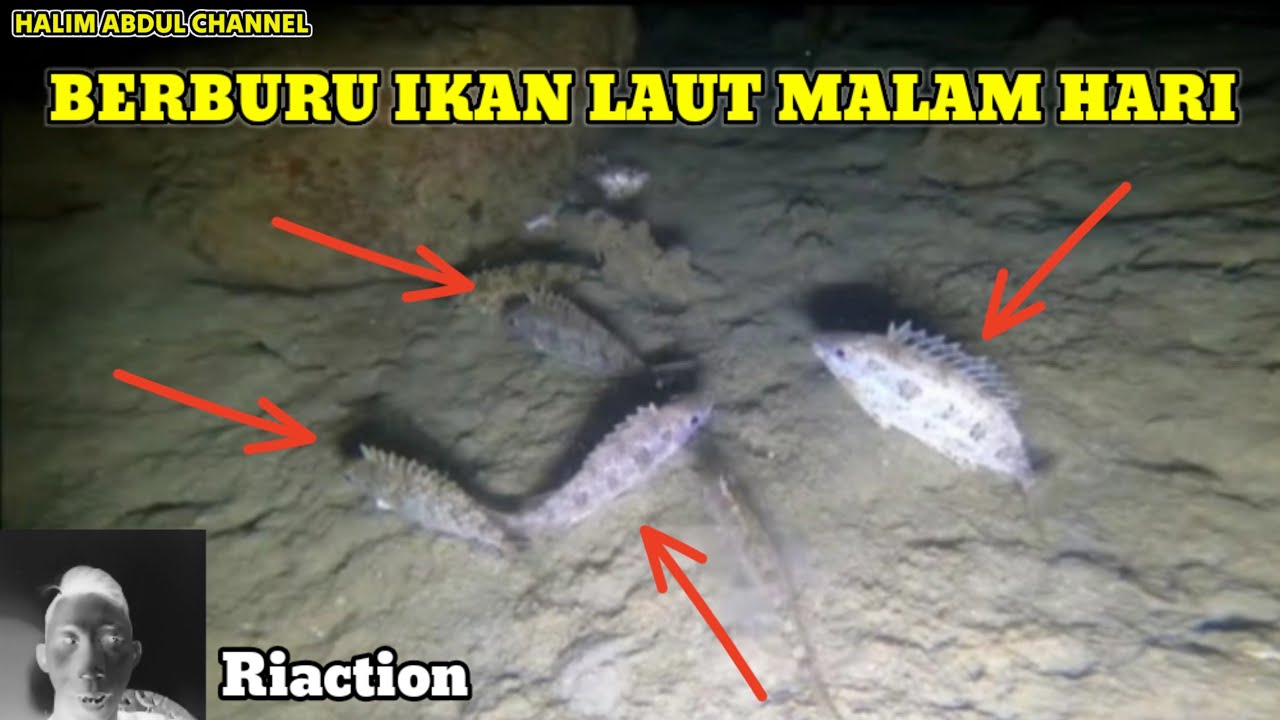menangkap ikan dengan cara di panah - riaction menangkap ikan ...