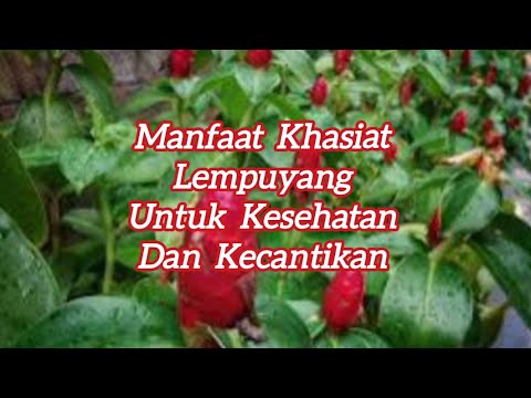 23 Manfaat Khasiat Lempuyang Untuk Kesehatan Dan Kecantikan - YouTube