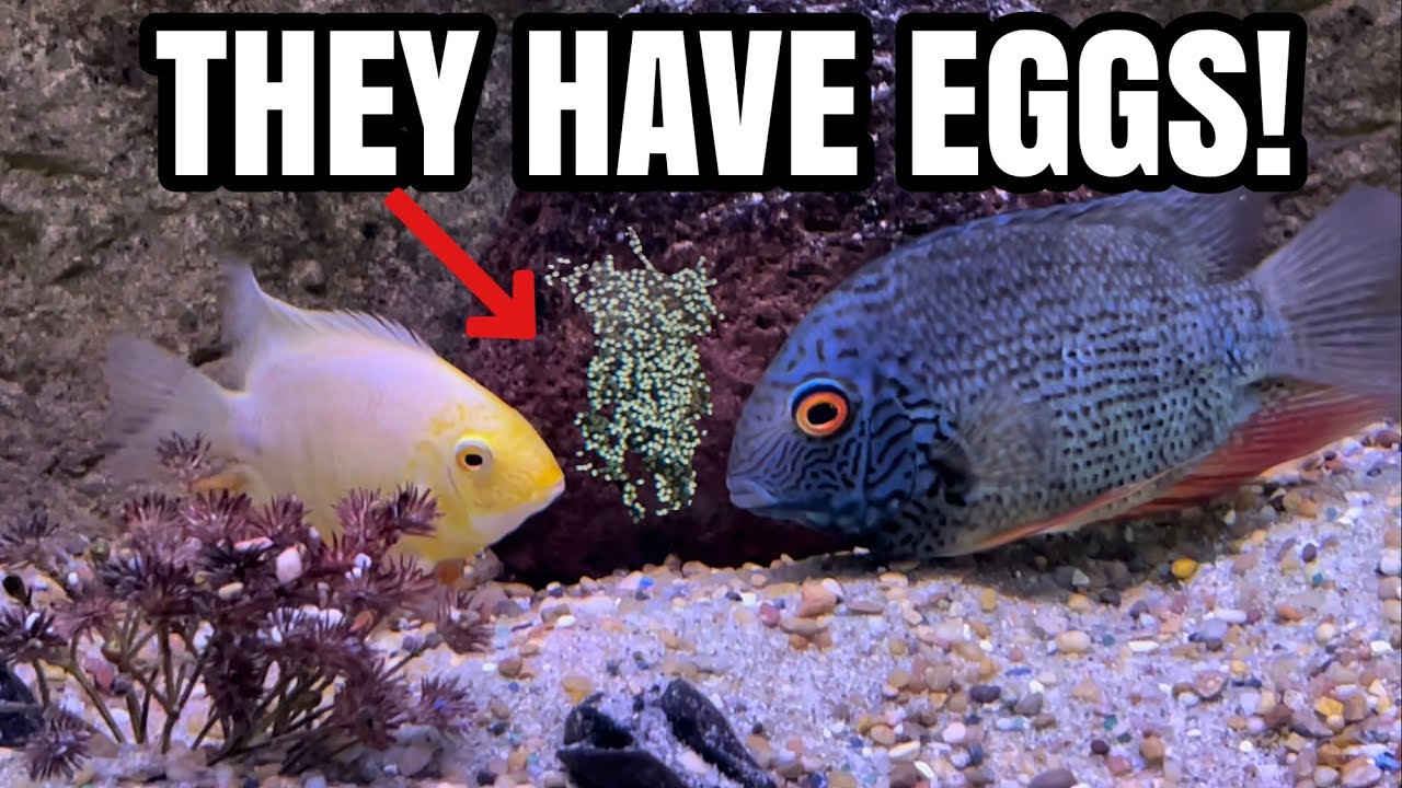 I FOUND CICHLID EGGS IN MY AQUARIUM! - YouTube