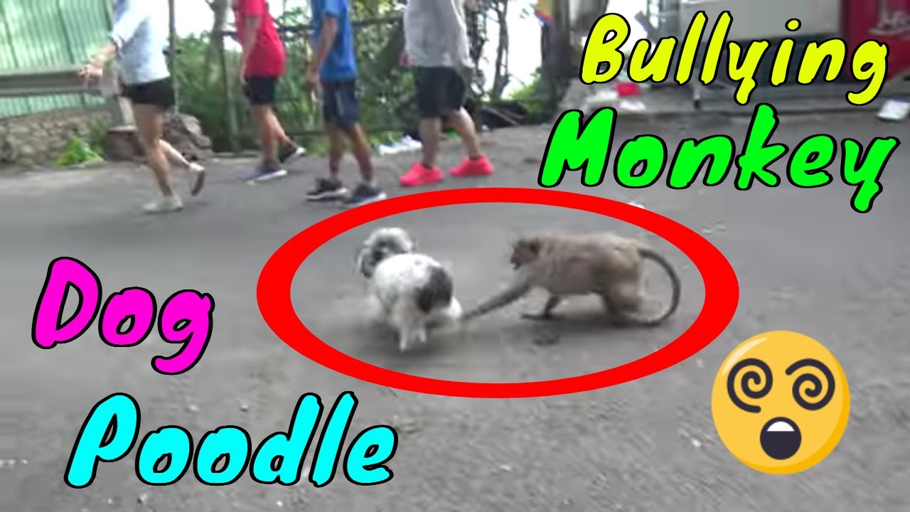 Monkey Bullying Poodle Dog Going Through His Territory | Viral Monkey ...