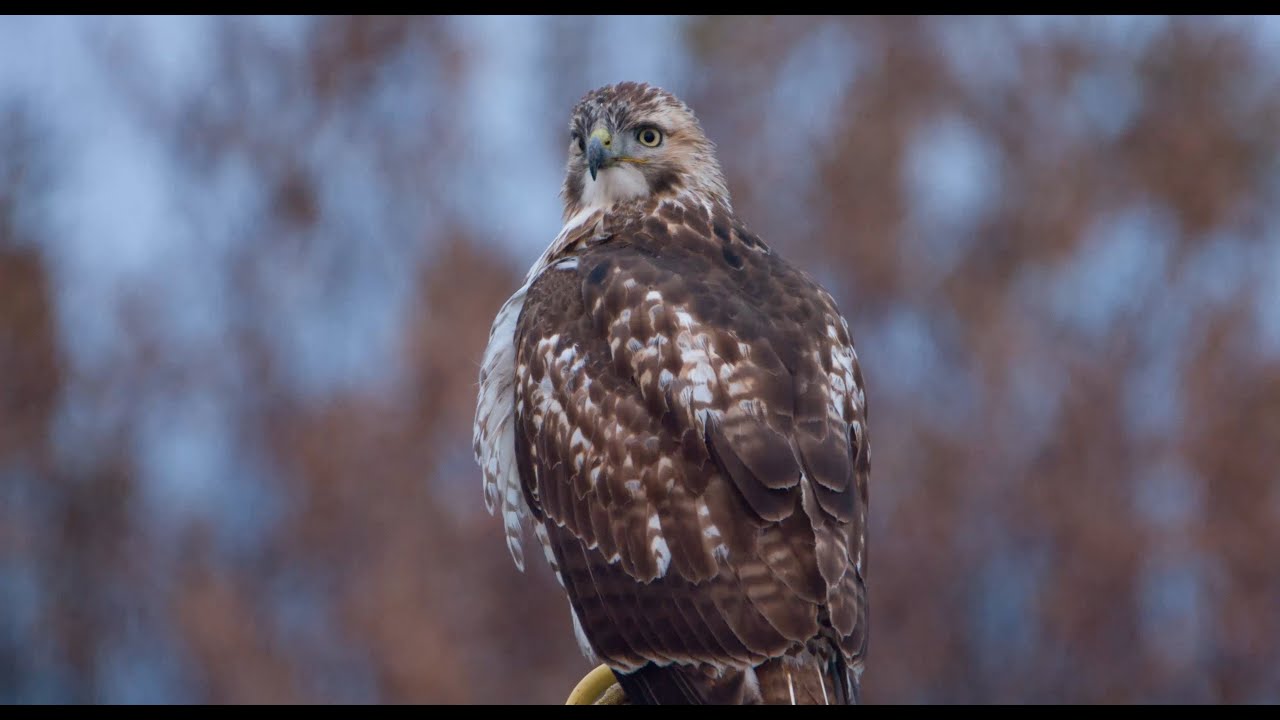 Iowa Red Tailed Hawk - 4k Video - YouTube