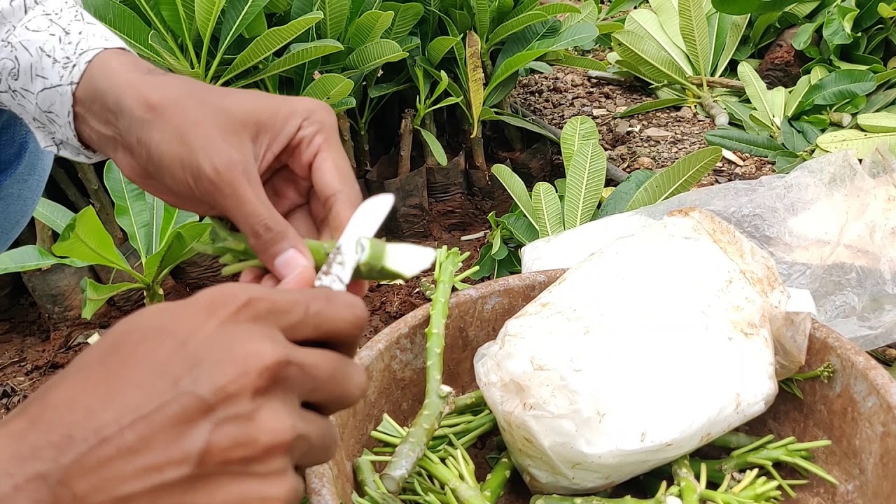 Plant grafting technique | Nursery plant grafting process | ग्राफ्टिंग ...