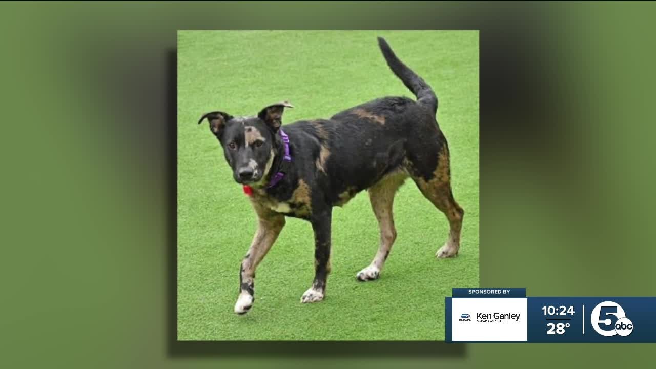 Cleveland APL Pet of the Week: A 1-year-old dog named Fiddle Sticks ...