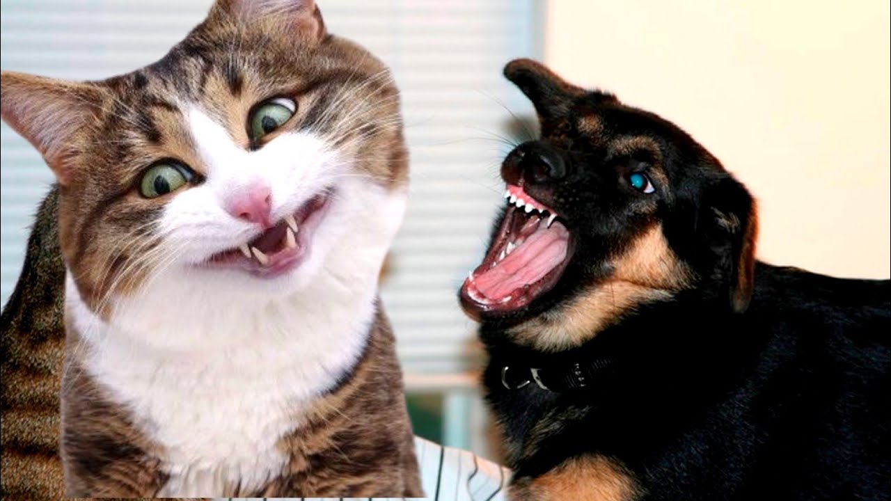 Funny Cats Arguing Compilation - YouTube