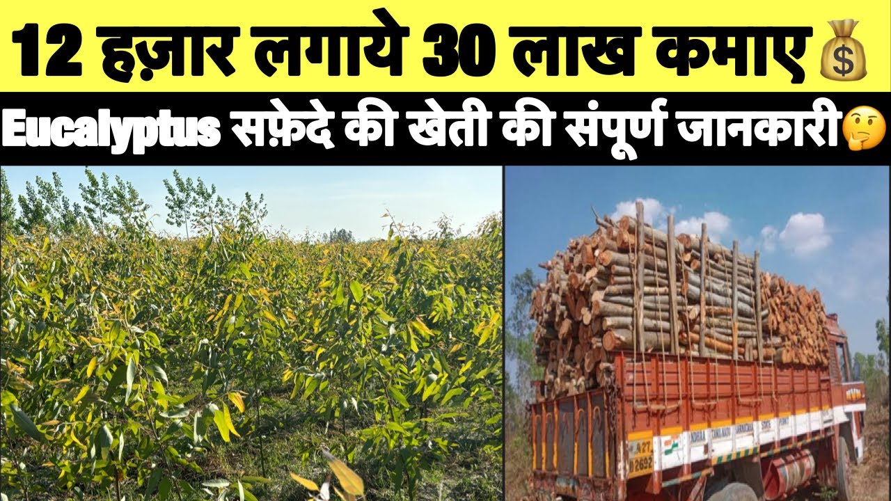 Eucalyptus सफ़ेदे की खेती की संपूर्ण जानकारी || eucalyptus tree farming ||🌳 - YouTube