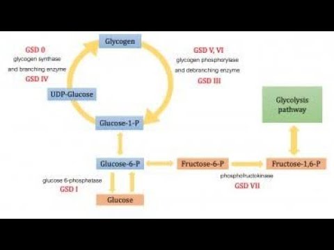 Phosphofructokinase Deficiency as A disorder related to Glycolysis ...