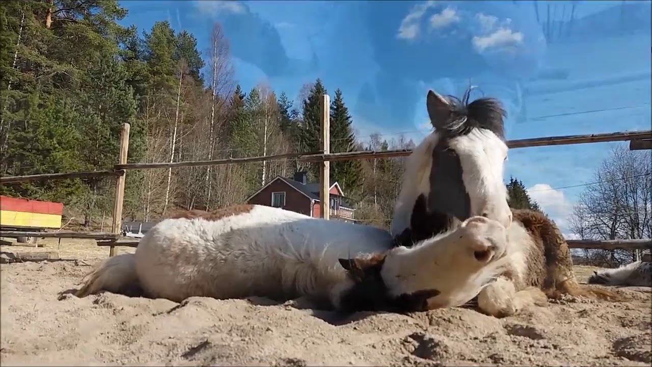 Chilling horses - Our Little Farm - YouTube