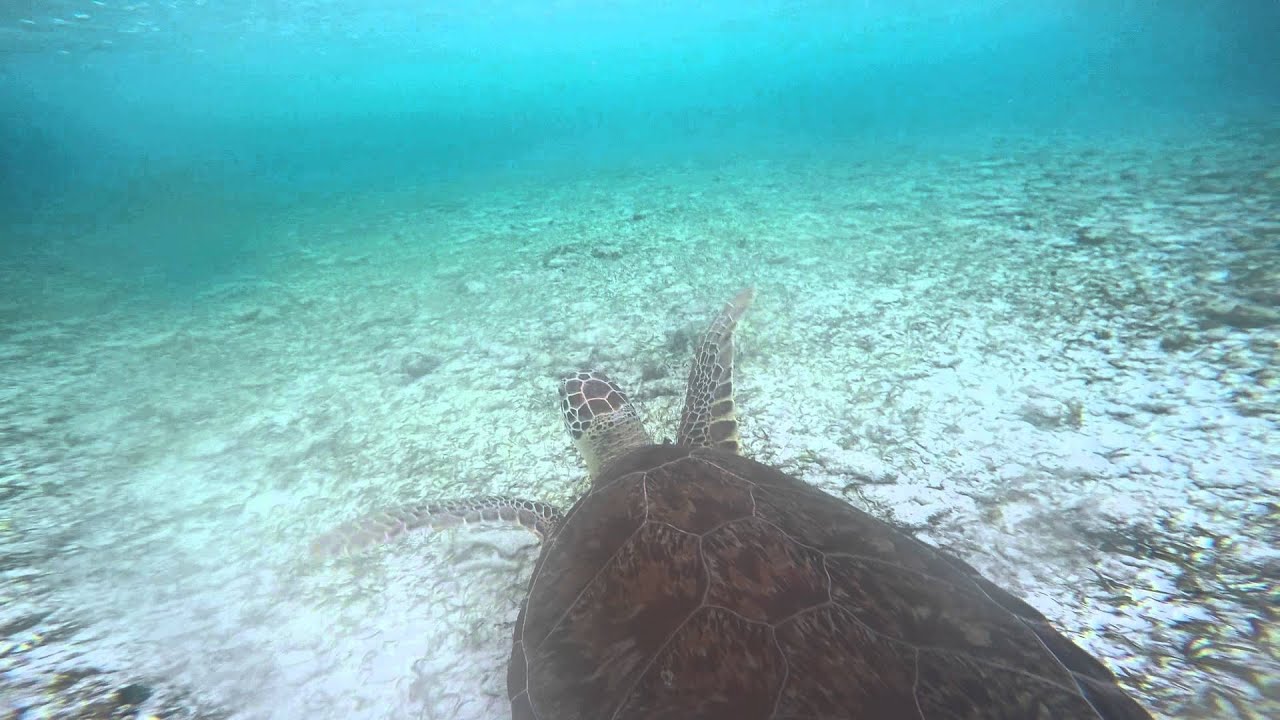 Swimming with Wild Sea Turtles in Grand Cayman! - YouTube