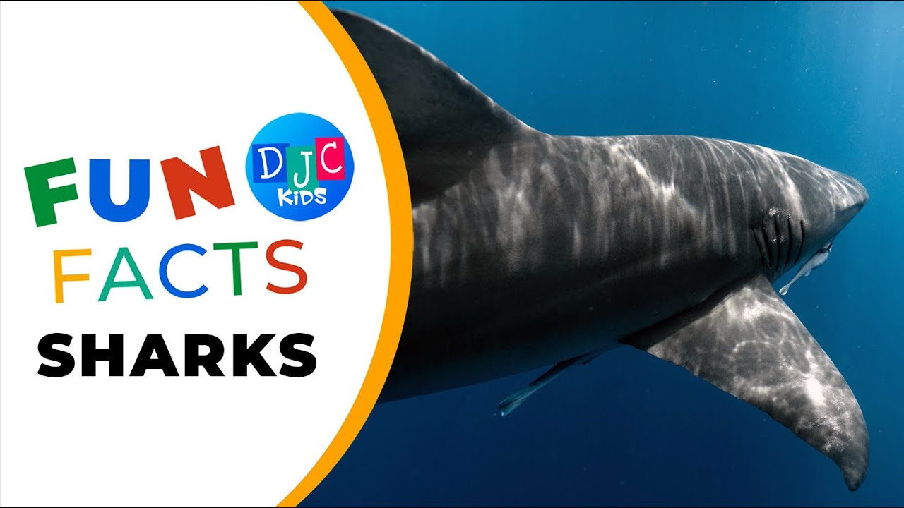 🦈 Shark-tastic Adventure: Discover Fin-tastic Fun Facts with Ocean ...