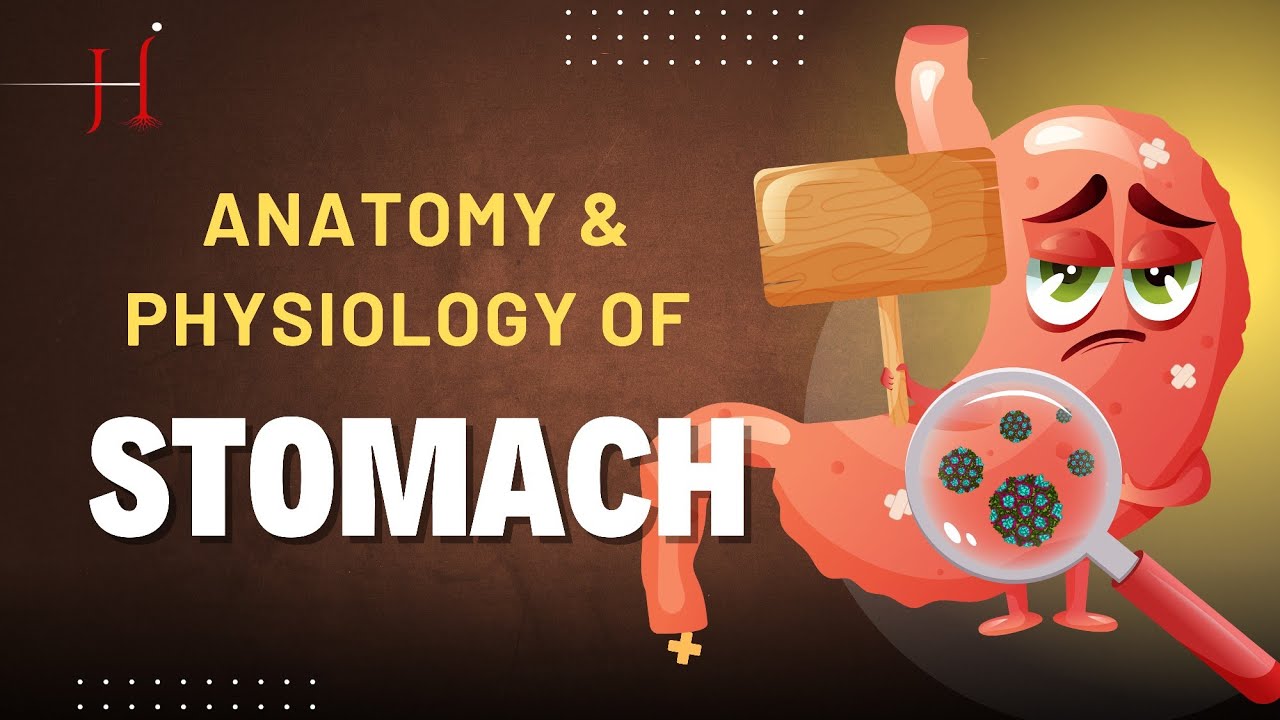 STOMACH – Structure & Functions | Anatomy,Digestive System | Easy ...