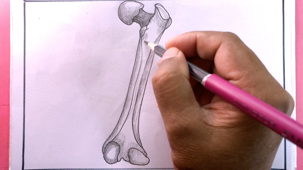 Can You REALLY Draw A Femur Bone In Just 3 Minutes? - YouTube