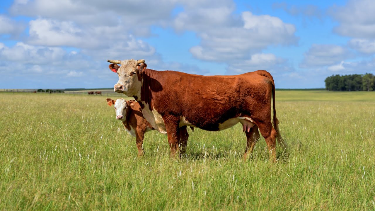 HEREFORD EN ACCIÓN: parásitos gastrointestinales - YouTube