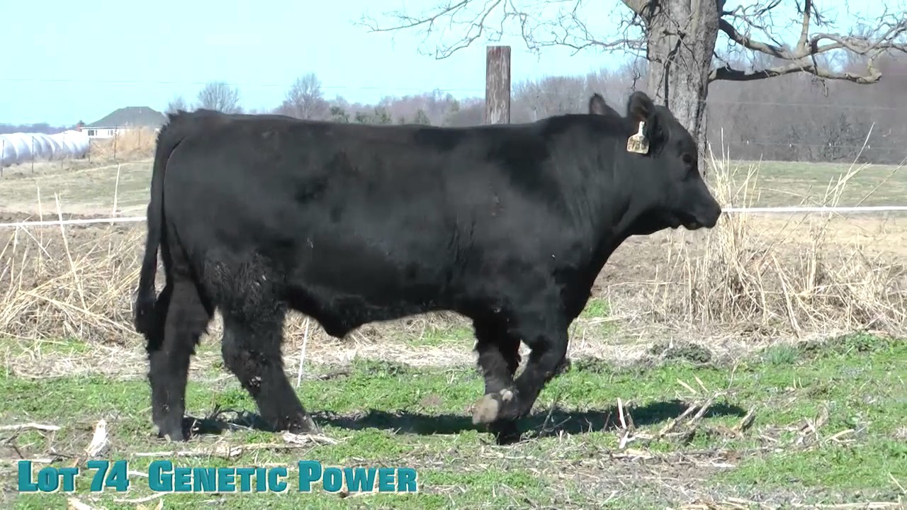 Lot 74 Genetic Power - YouTube
