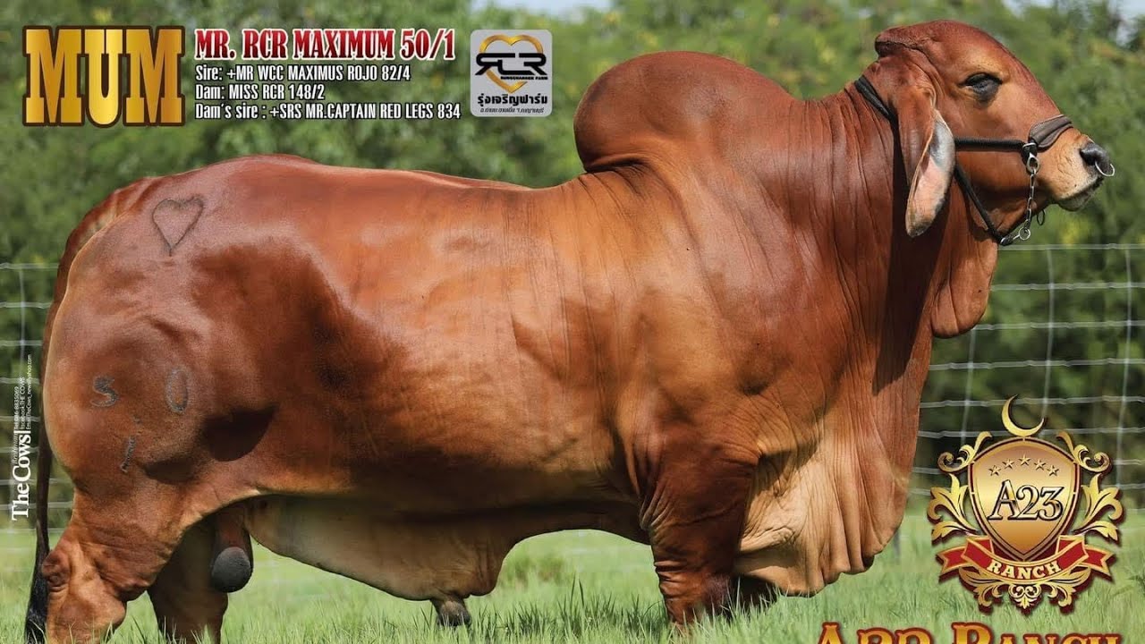 Mr. RCR MaxiMUM 50/1 (จ้าวมั่ม) - YouTube