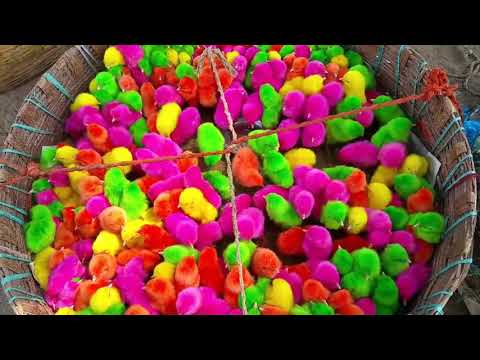 Rəngli cücələr😍