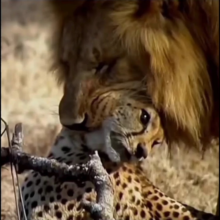 Lion Brutally Kill Cheetah!!!! Lion Vs Cheetah !!! Angry Lion!! - YouTube