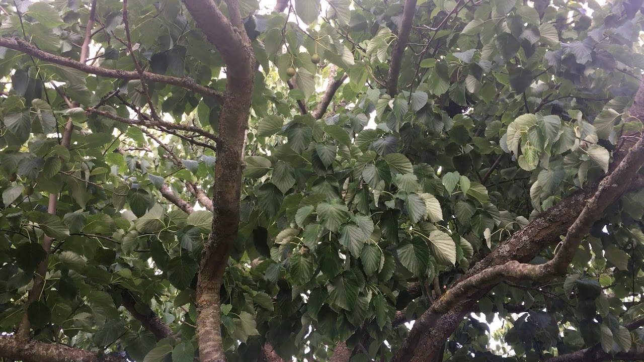 Handkerchief tree - branches & leaves - August 2018 - YouTube