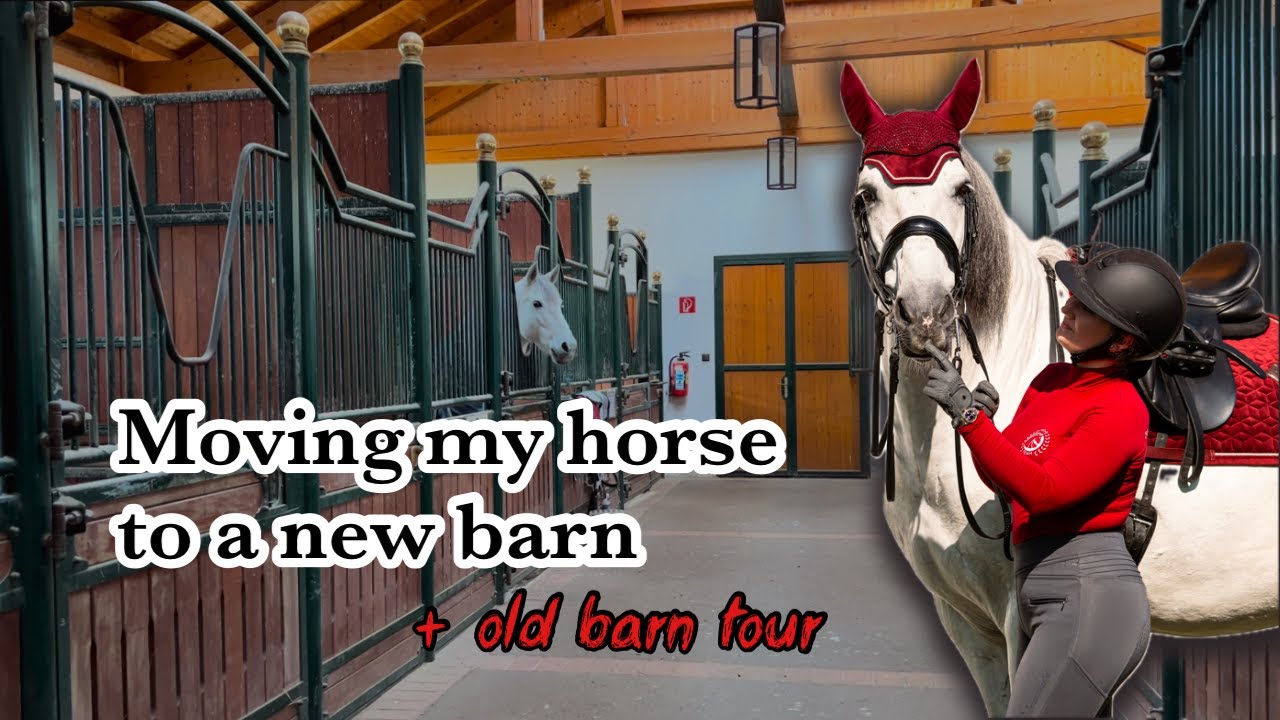 Moving my horse to a new barn | Equestrian in Austria | Stable tour ...