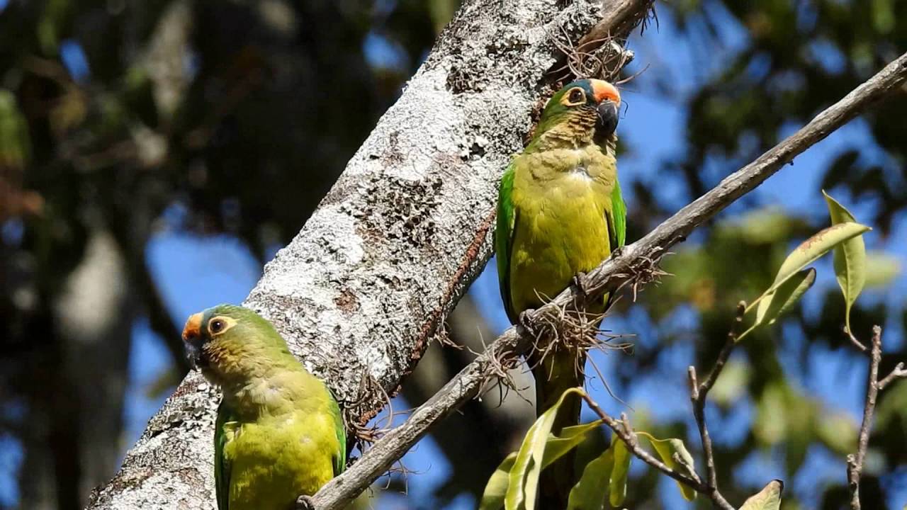 PERIQUITO-REI casal (EUPSITTULA AUREA), PEACH-FRONTED PARAKEET, Jandaia ...