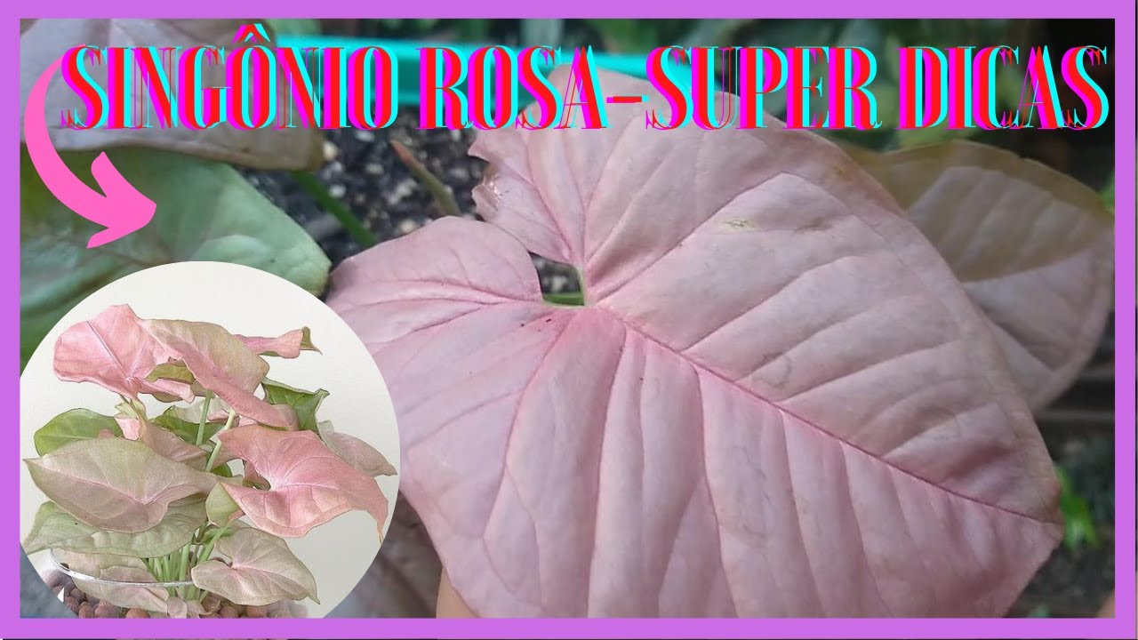 SINGÔNIO ROSA - SUPER DICAS - YouTube