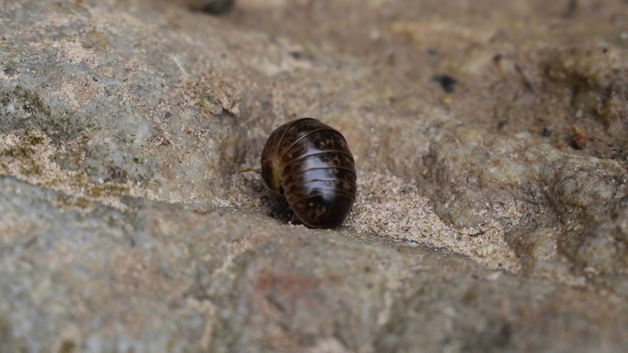 Minute Insecte - Cloporte - YouTube