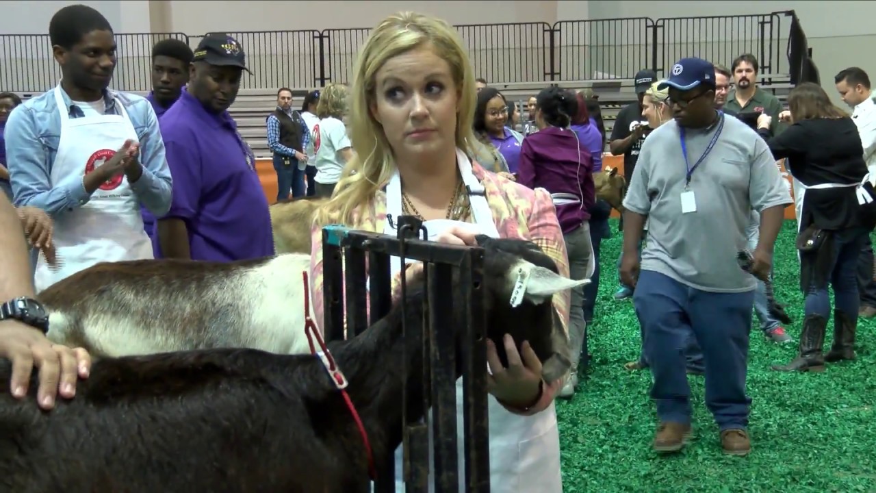 Houston Livestock Show and Rodeo: "Goat Milking" - YouTube