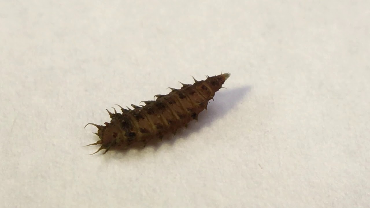 Lesser House Fly Larva - YouTube