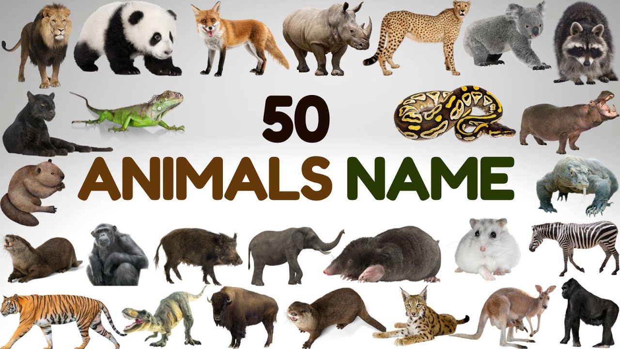 Animals Vocabulary ll 50 Common Animals Name In English With Pictures ...