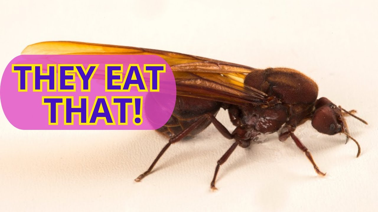 THEY EAT THAT! - YouTube
