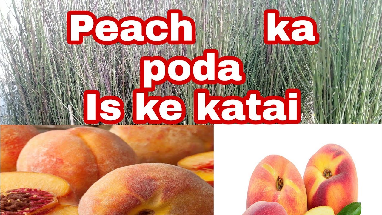 Peach 🍑 fruit pakistan punjab (aroo ka phal or is ka poda) - YouTube