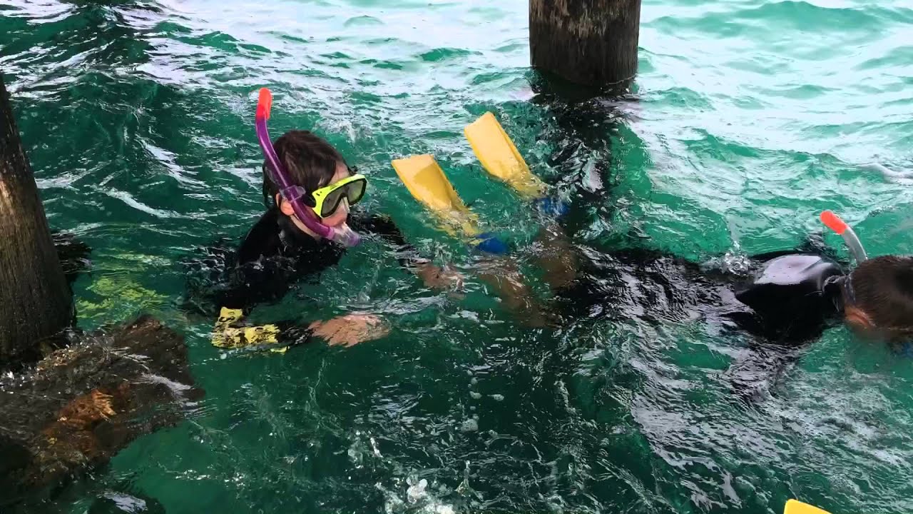 Snorkelling under Rye Pier - YouTube